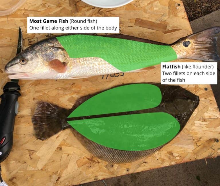 How To Fillet Fish [Definitive Guide] - Juran Adventures